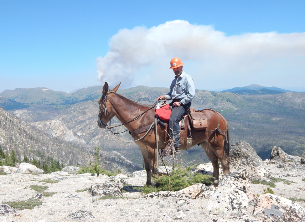 A Pasayten Work Party - Wilderness Working Mules - TrailMeister