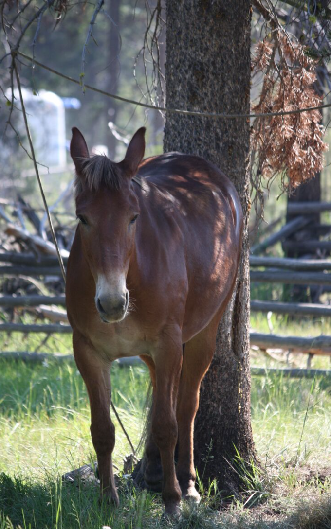 A Pasayten Work Party - Wilderness Working Mules - TrailMeister