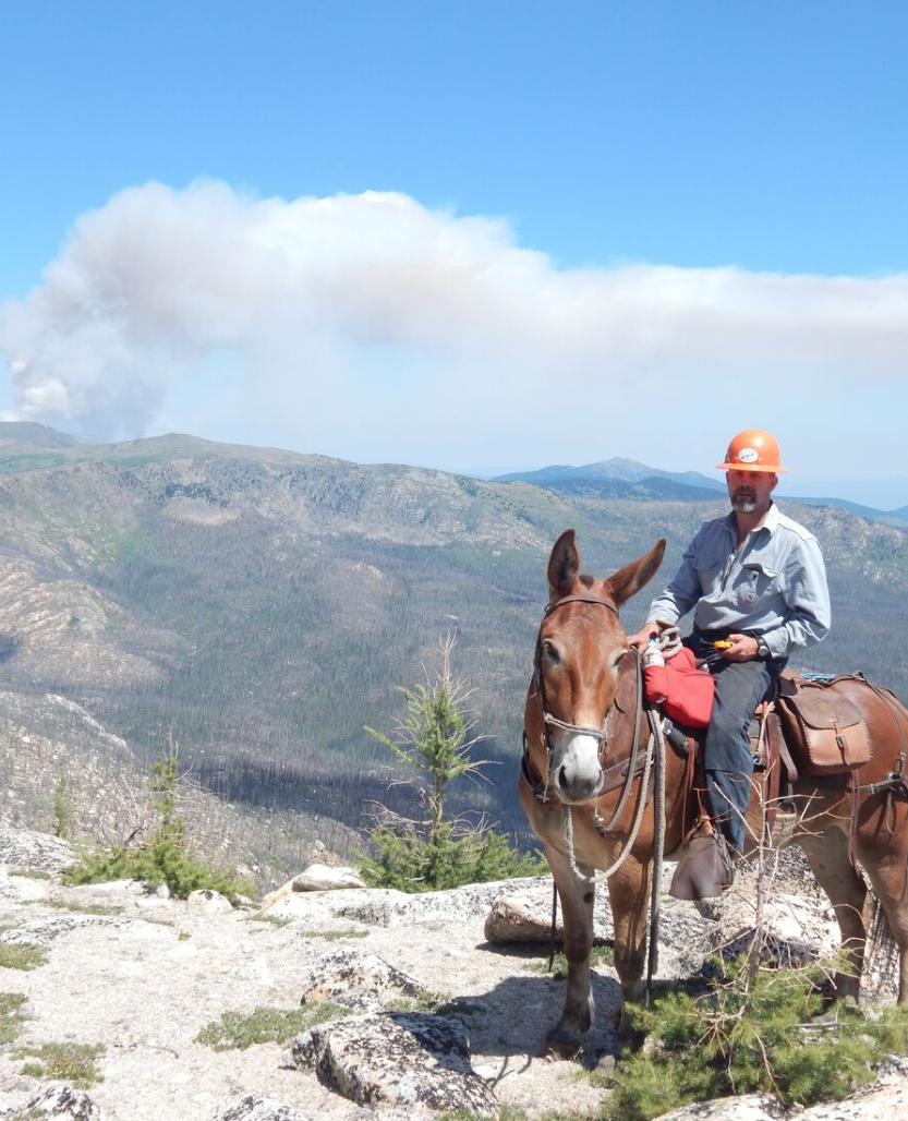 A Pasayten Work Party - Wilderness Working Mules - TrailMeister