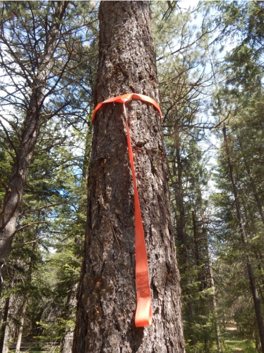 The Highline – A Recipe for Success - TrailMeister