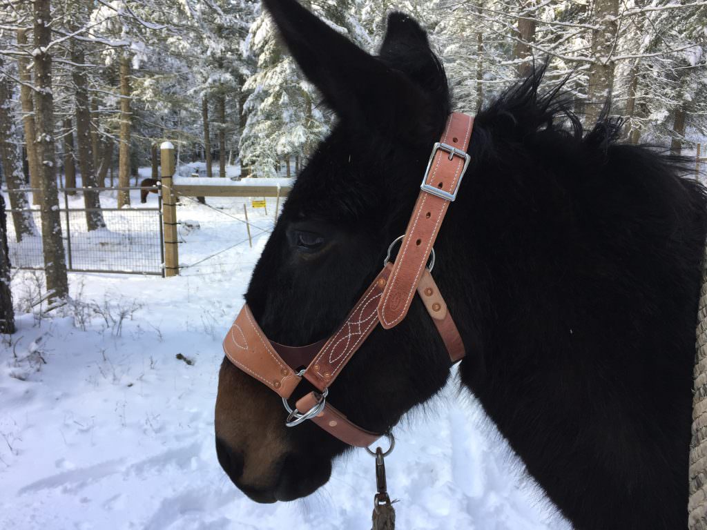 The Halter - Western Mule Feb 2017 - TrailMeister