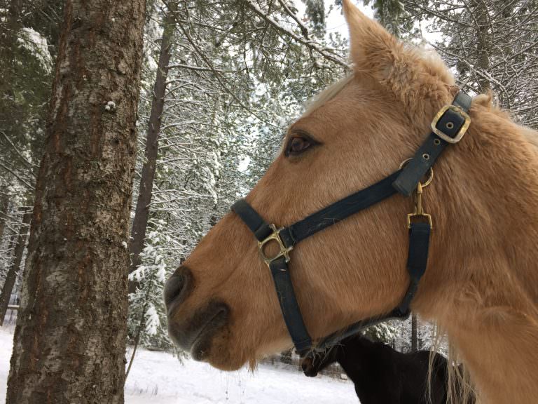 The Halter - TrailMeister