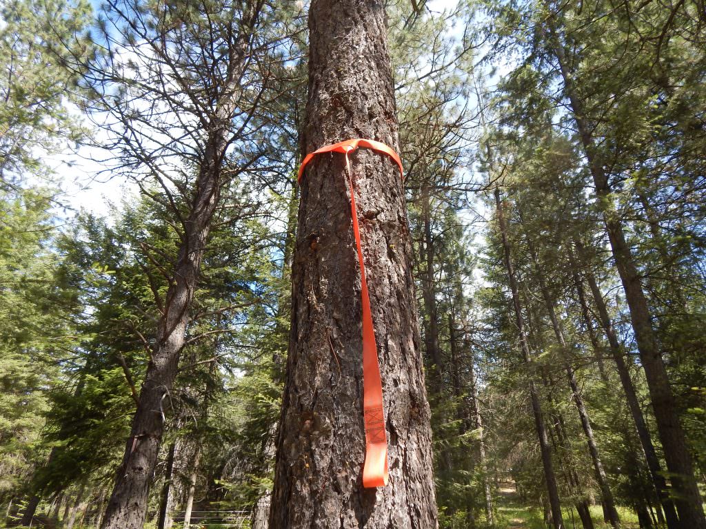 The Highline – A Recipe for Success - TrailMeister