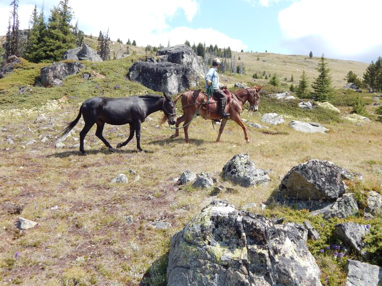 In Praise of Ponying – Why Everyone Should be Able to Pony Their Horse ...