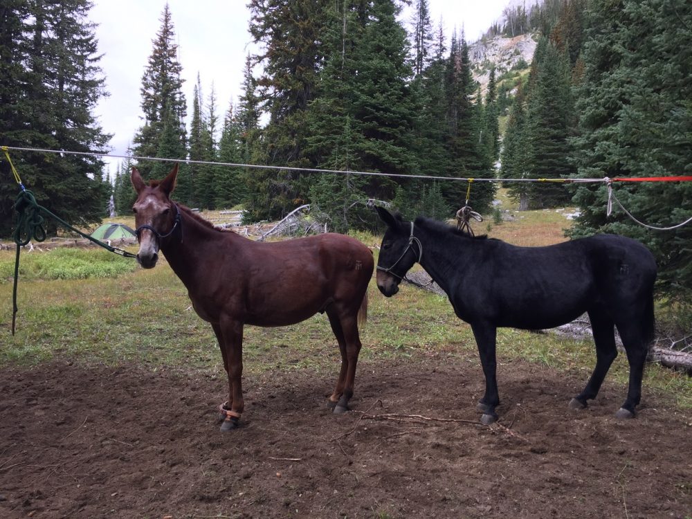 Mule Camping - What to know before you go - TrailMeister