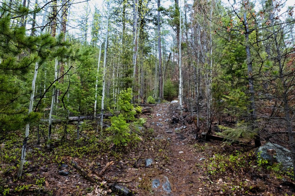 Rebuilding Trails after a Wildfire - TrailMeister